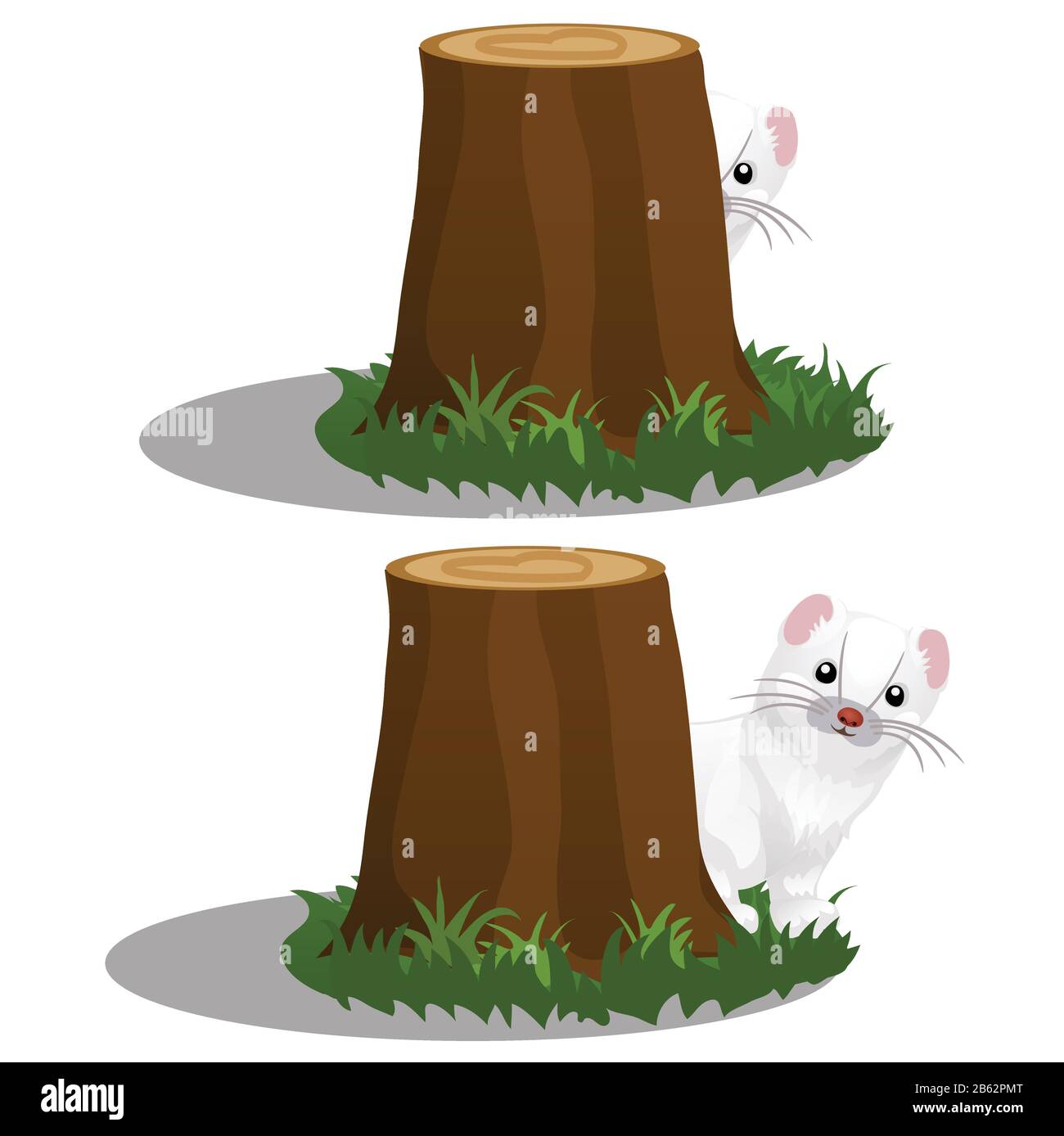 Least Weasel or Mustela nivalis hides behind a stump in the forest ...