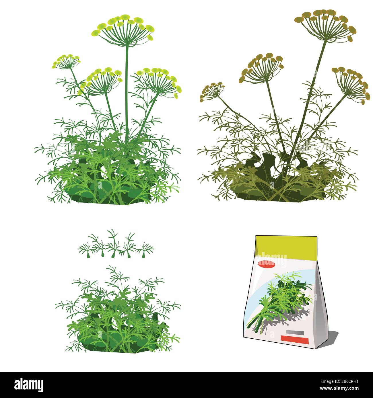 Fennel herb cultivation Stock Vector Images - Alamy