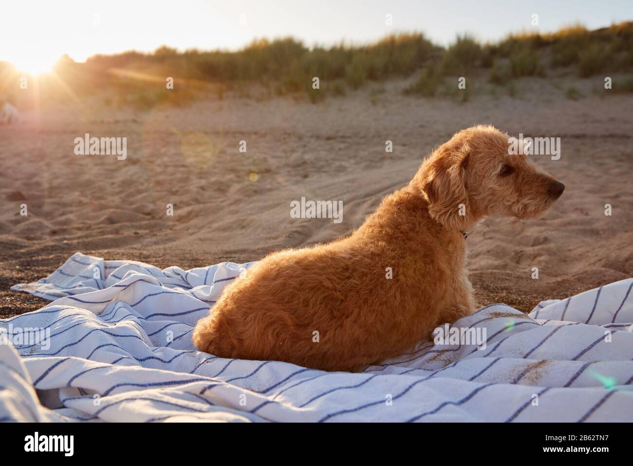 Pet Dog Lying On Beach Blanket As Sun Sets And Flares Behind Stock ...