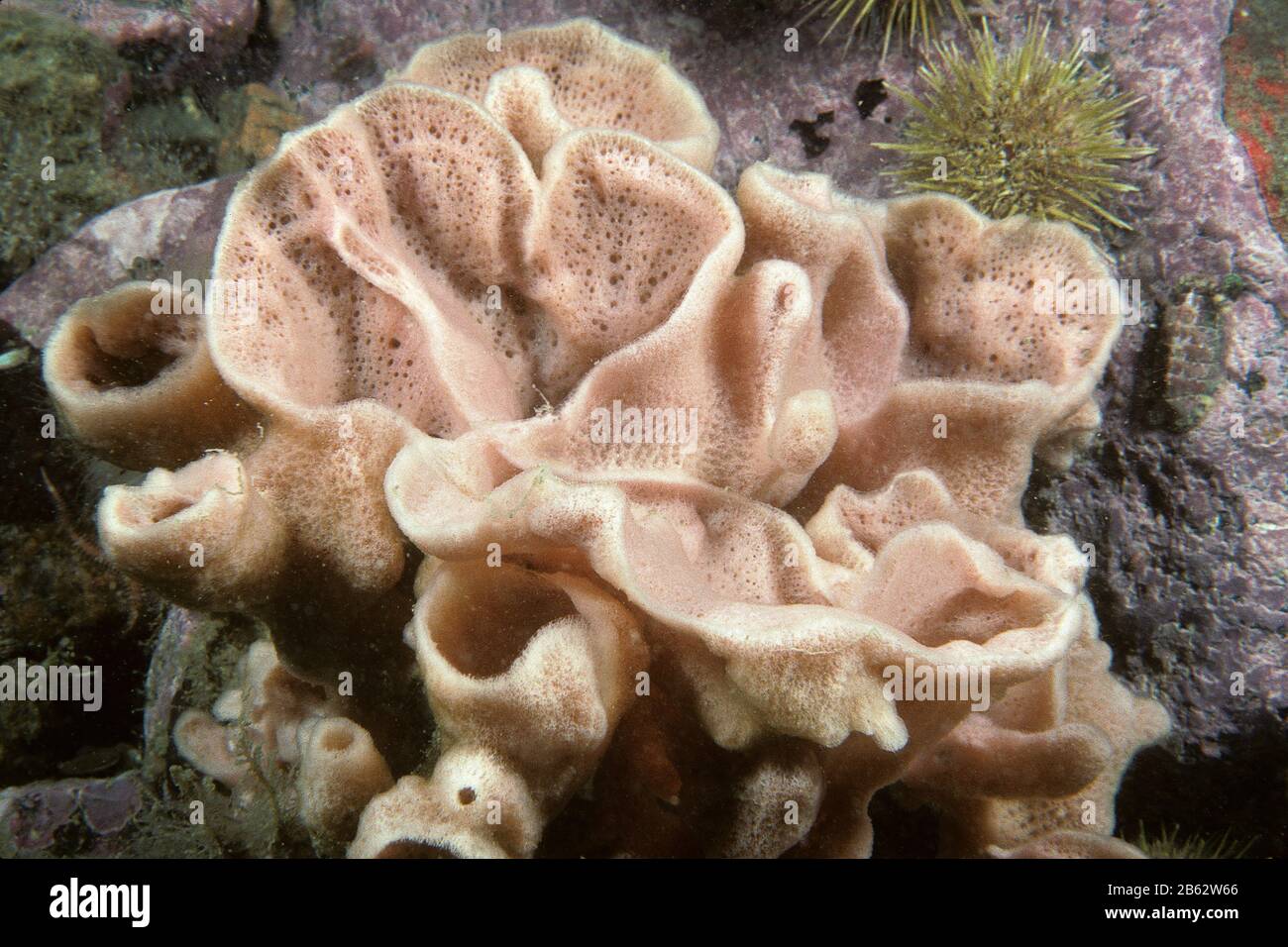 Marine Sponge High Resolution Stock Photography and Images - Alamy