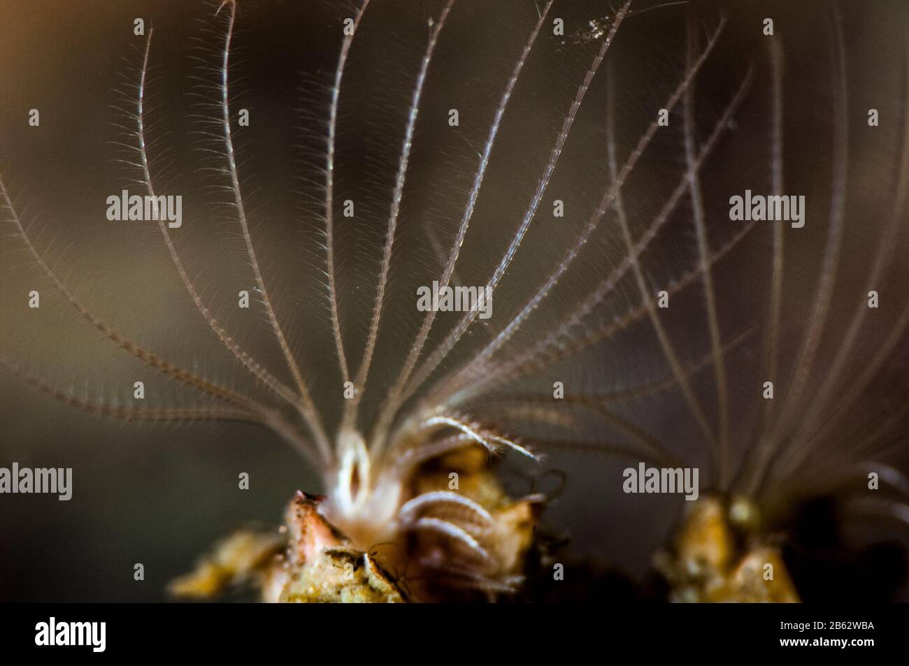 Barnacles filtering plankton from the water Stock Photo - Alamy