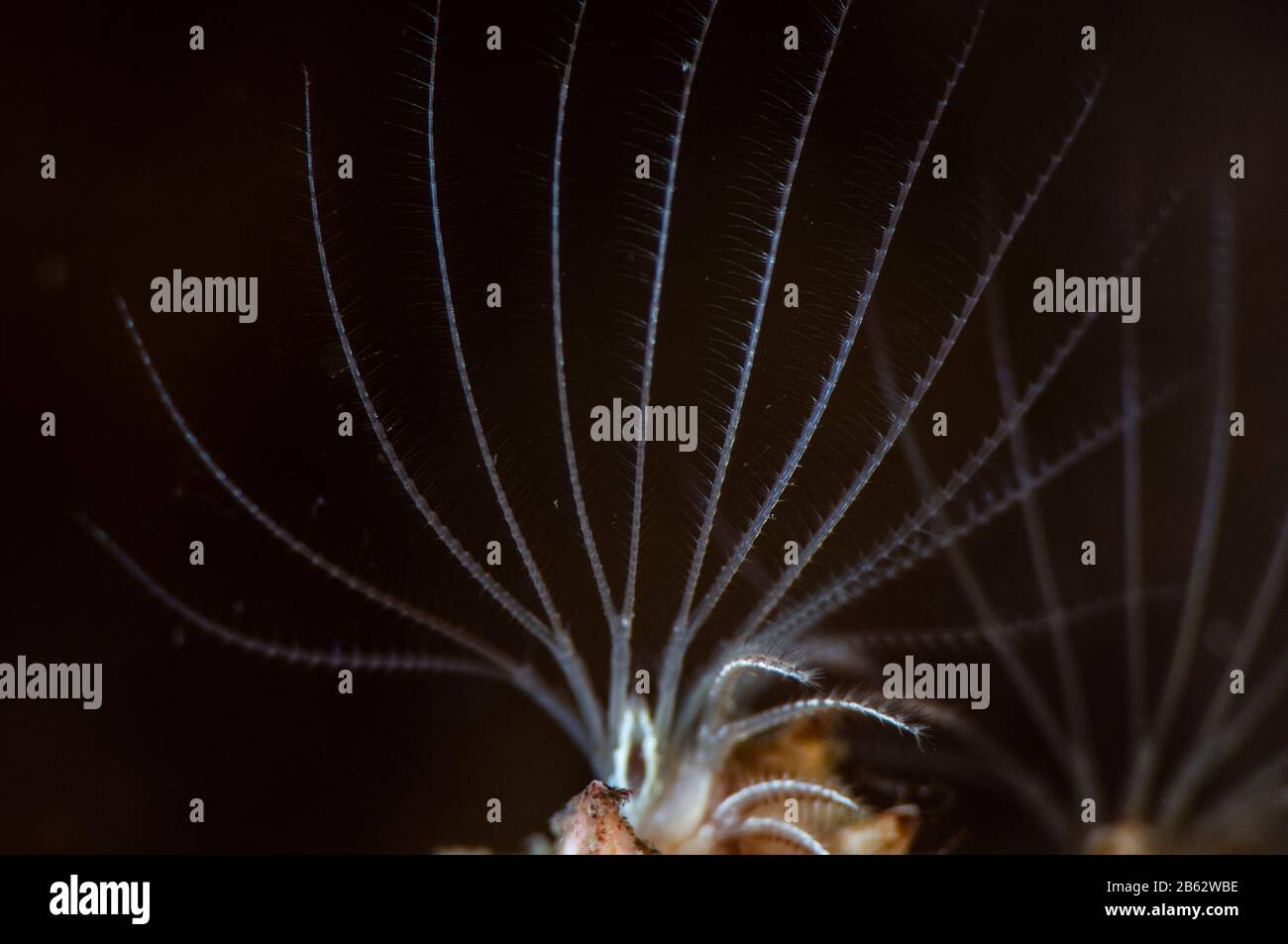 Barnacles filtering plankton from the water Stock Photo - Alamy