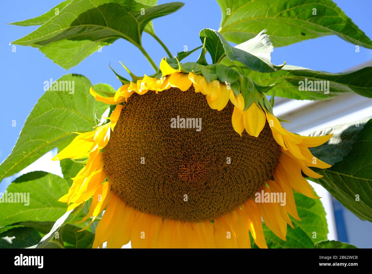 Giant sunflower hi-res stock photography and images - Alamy