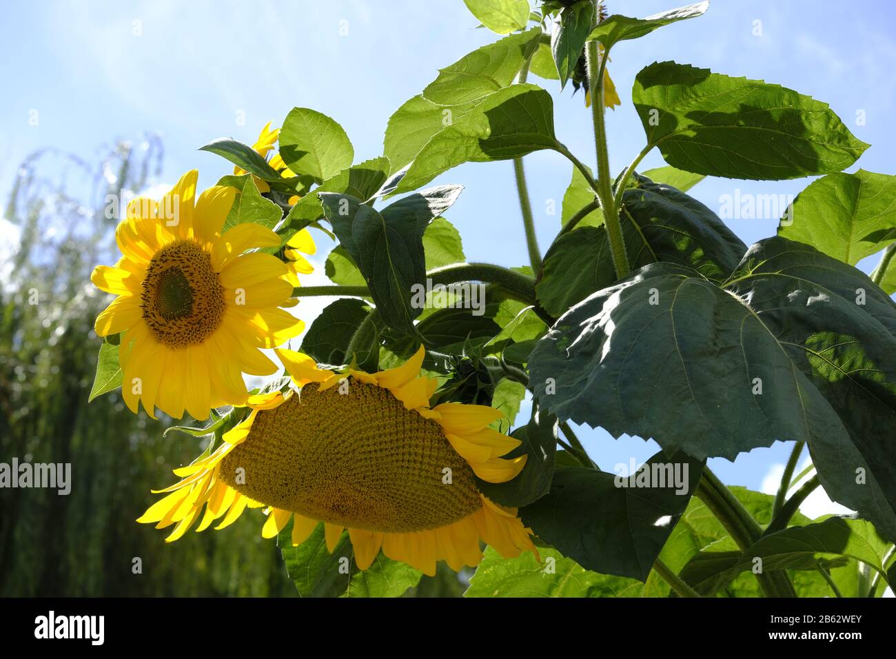 September bloom hi-res stock photography and images - Alamy