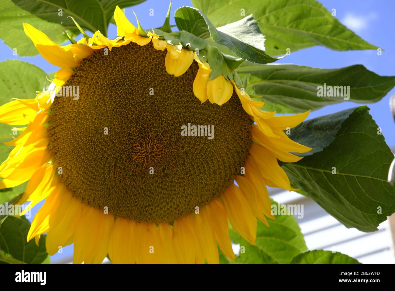 Giant sunflower hi-res stock photography and images - Alamy