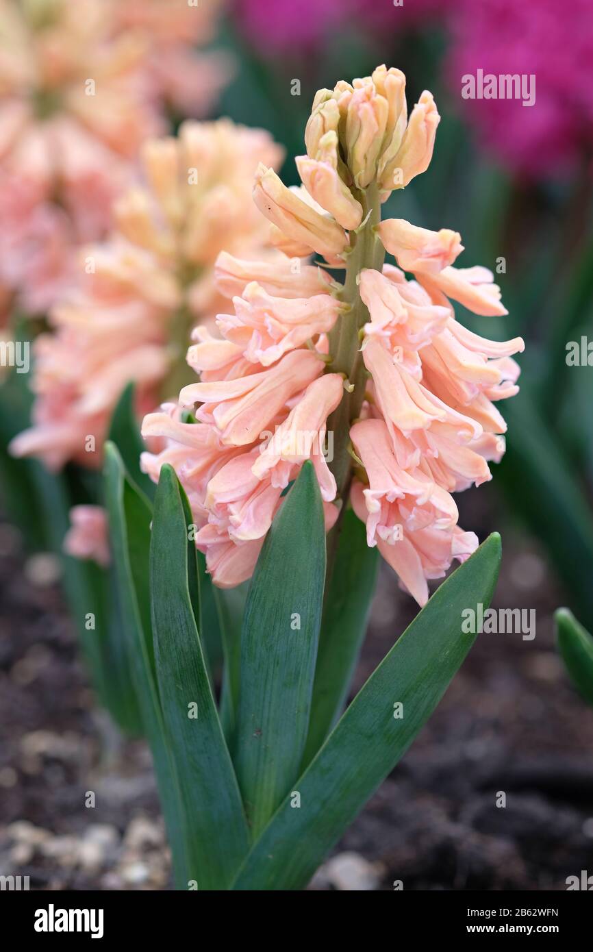 Hyacinth gypsy hi-res stock photography and images - Alamy