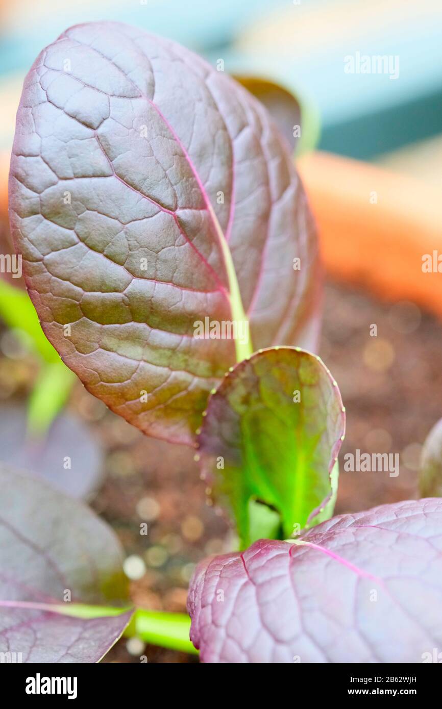 Pak choi growing hi-res stock photography and images - Alamy