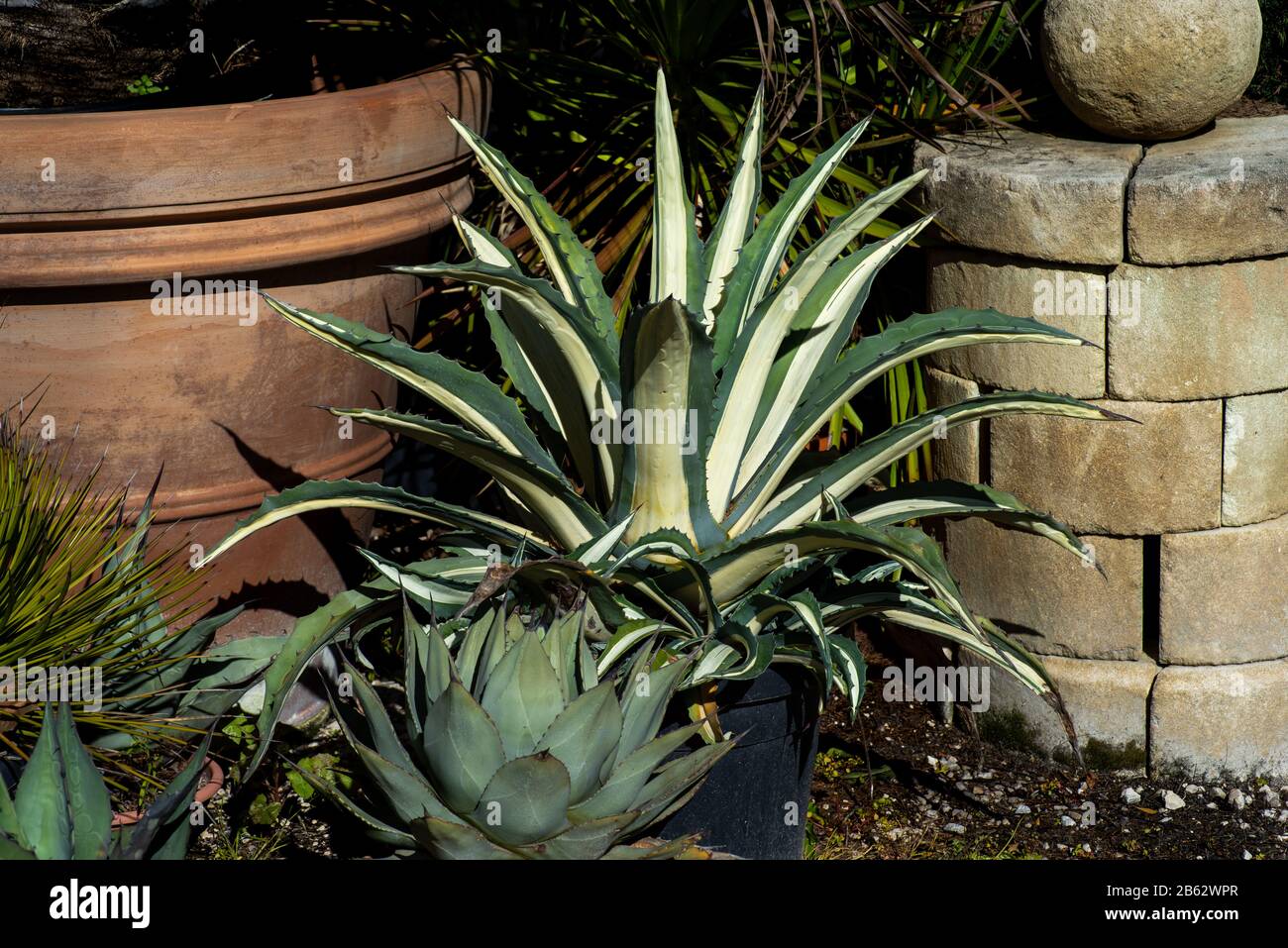 dry garden with potted agave plants low maintence ,mediterranean garden ...