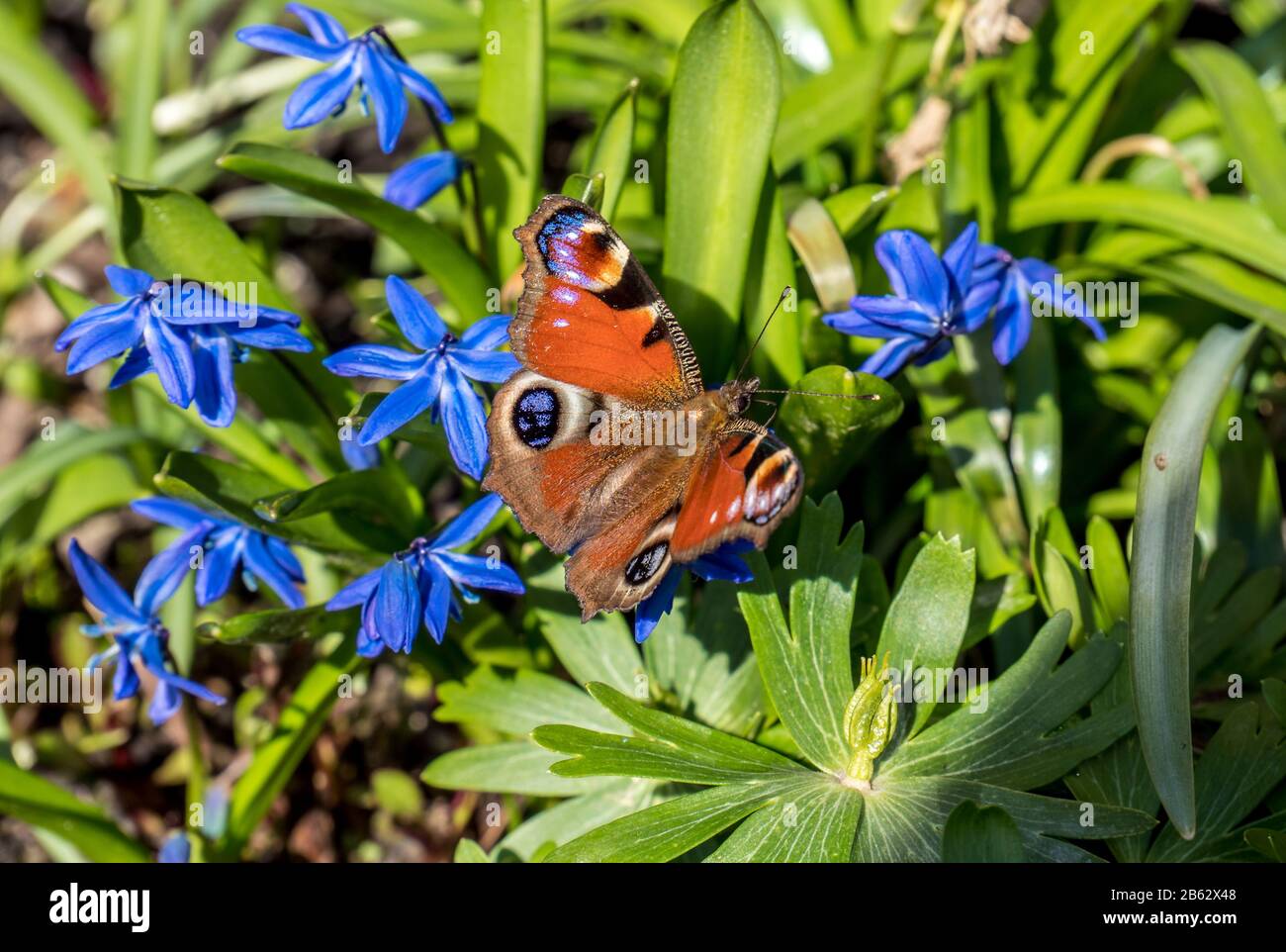 Blue stars with butterflies Stock Photo - Alamy