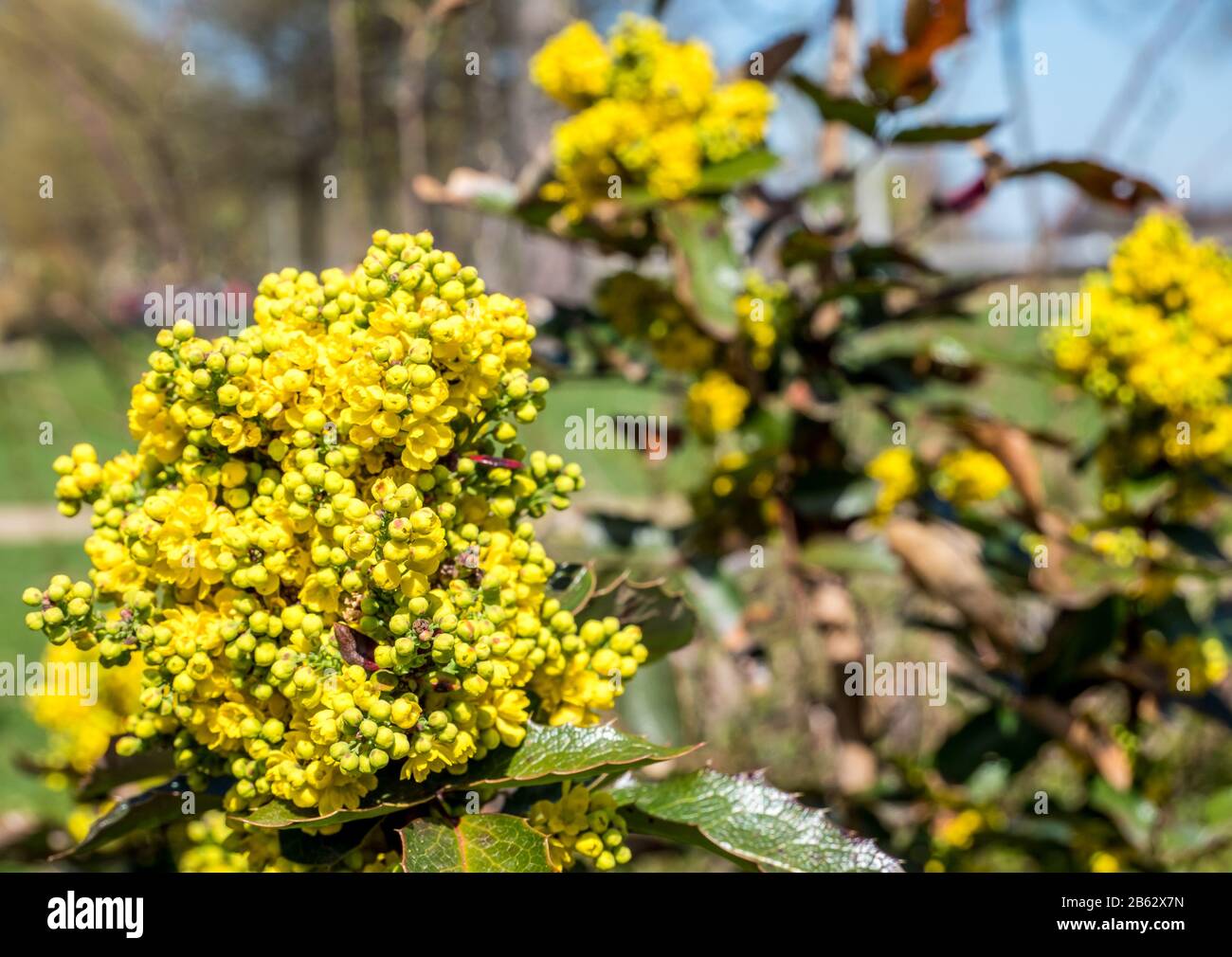 Common Mahonia flower plant Stock Photo - Alamy