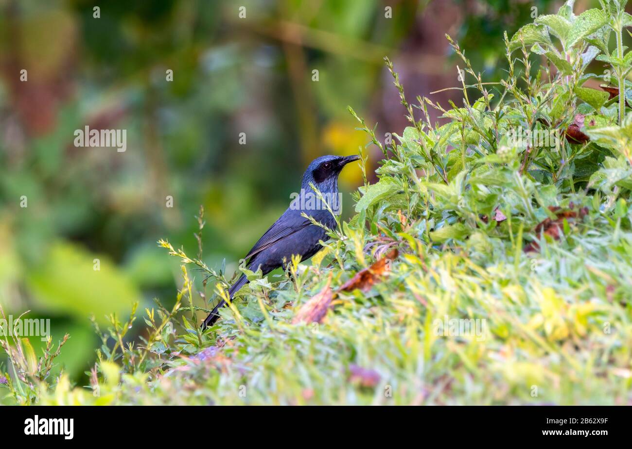 Blue Mockingbird (Melanotis caerulescens) Perched in Dense Vegetation ...