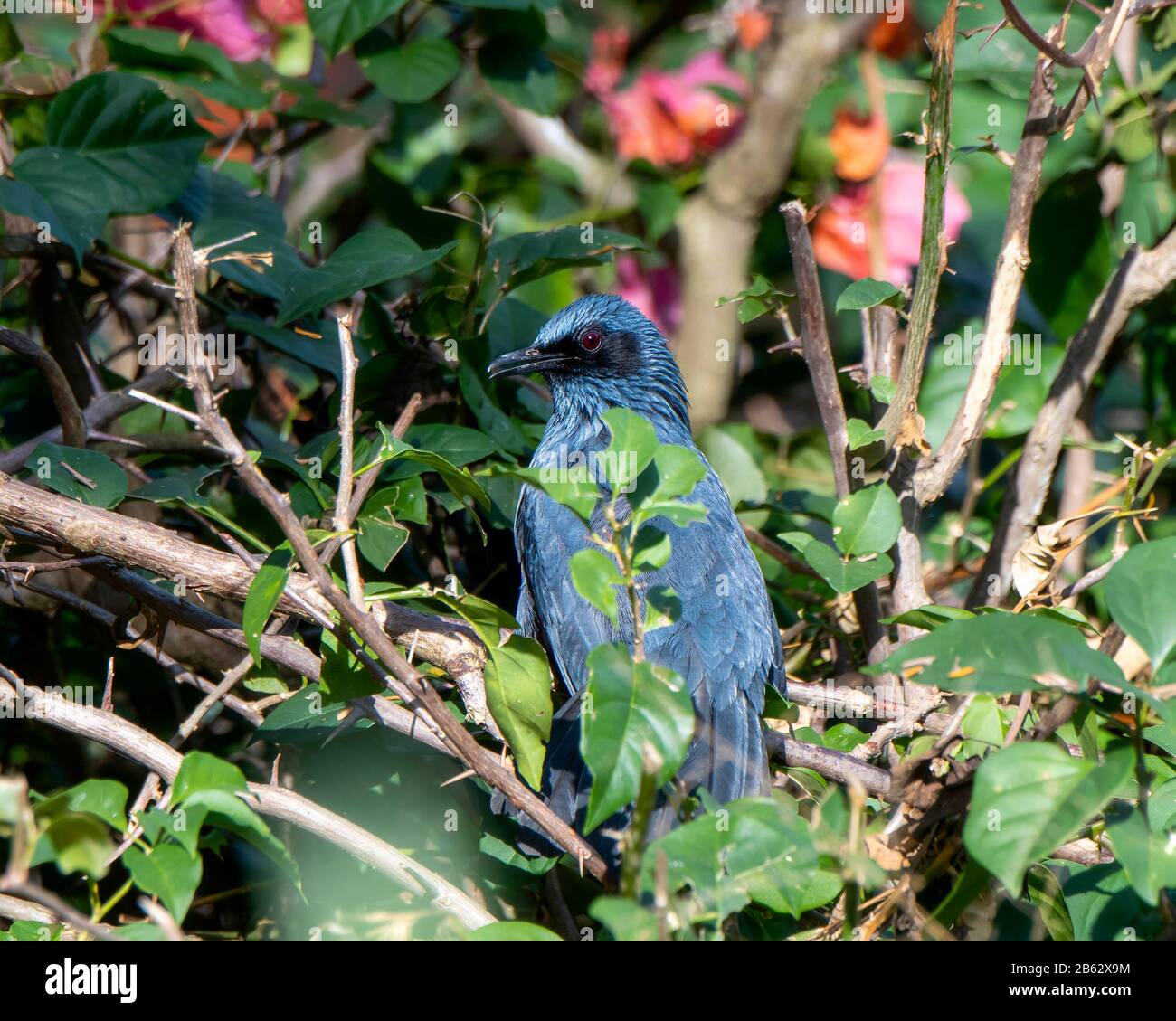 Blue Mockingbird (Melanotis caerulescens) Perched in Dense Vegetation ...