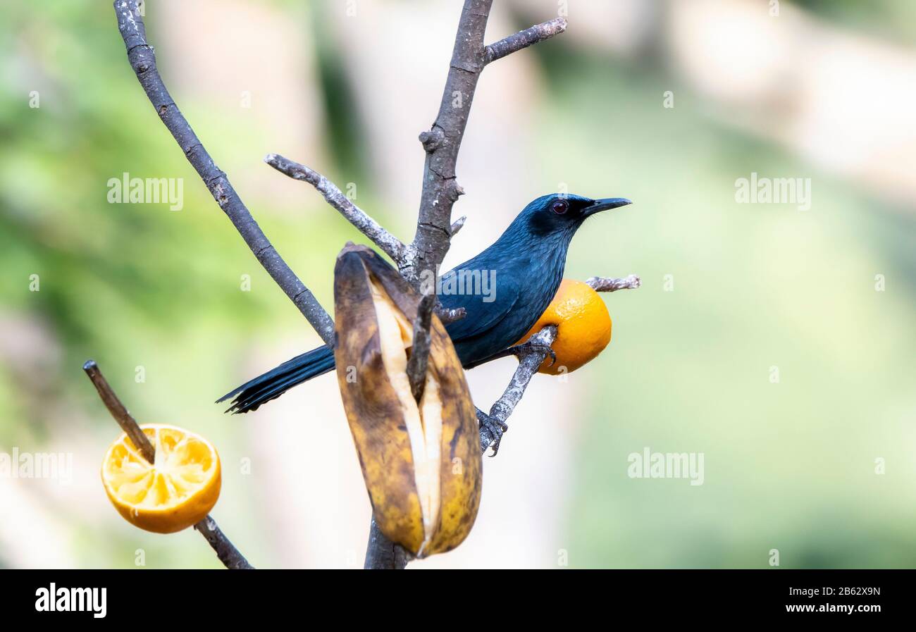 Blue Mockingbird (Melanotis caerulescens) Perched at a Feeding Station ...