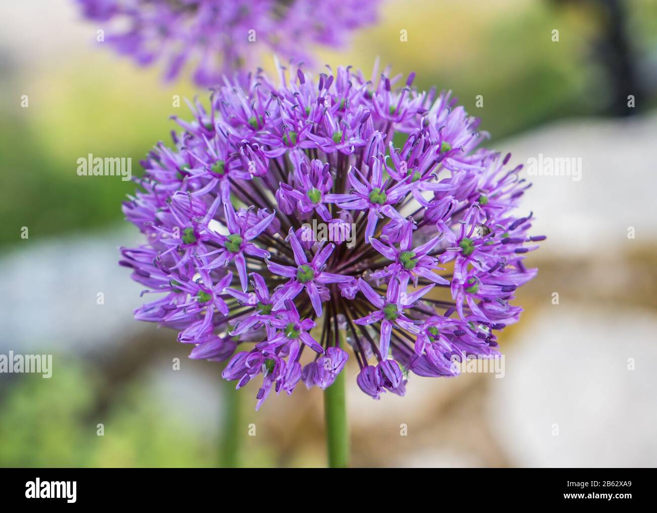 Giant leek, Allium giganteum Stock Photo - Alamy