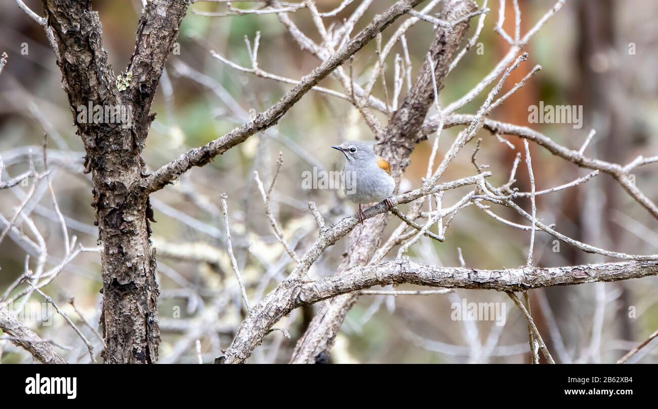 Brown-backed Solitaire (Myadestes occidentalis) Perched in Branches in ...