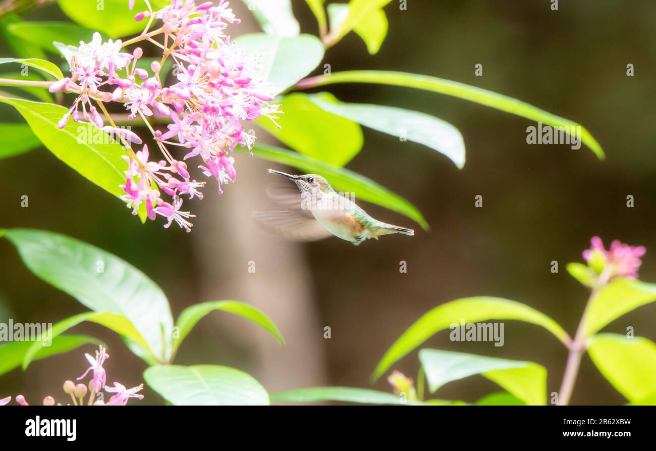 Female Bumblebee Hummingbird (Atthis heloisa) Feeding on Tiny White and ...