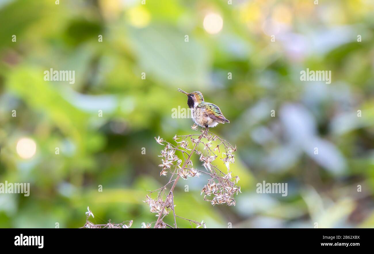 Beautiful Male Bumblebee Hummingbird (Atthis heloisa) Perched on ...