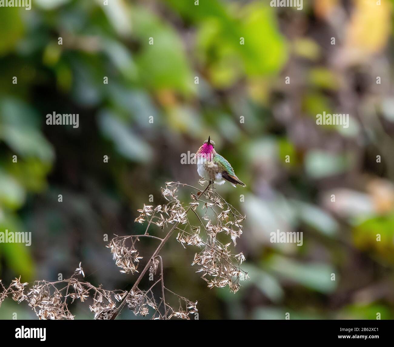 Atthis heloisa hi-res stock photography and images - Alamy