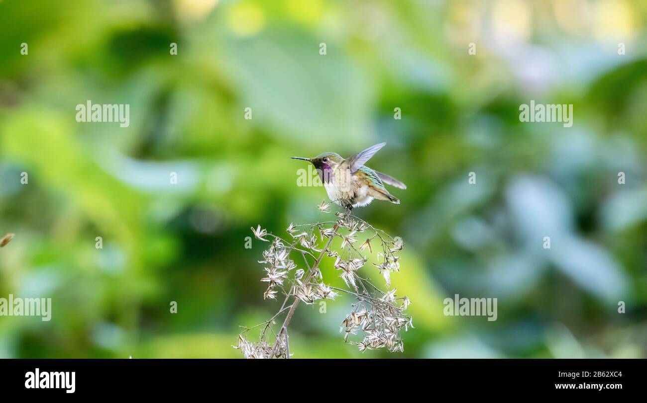 Bird hummingbird bumblebee hi-res stock photography and images - Alamy