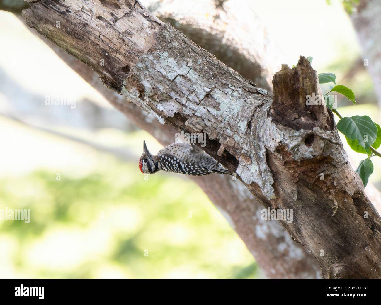 Ladder-backed Woodpecker (Dryobates scalaris) Climbing Up a Tree ...