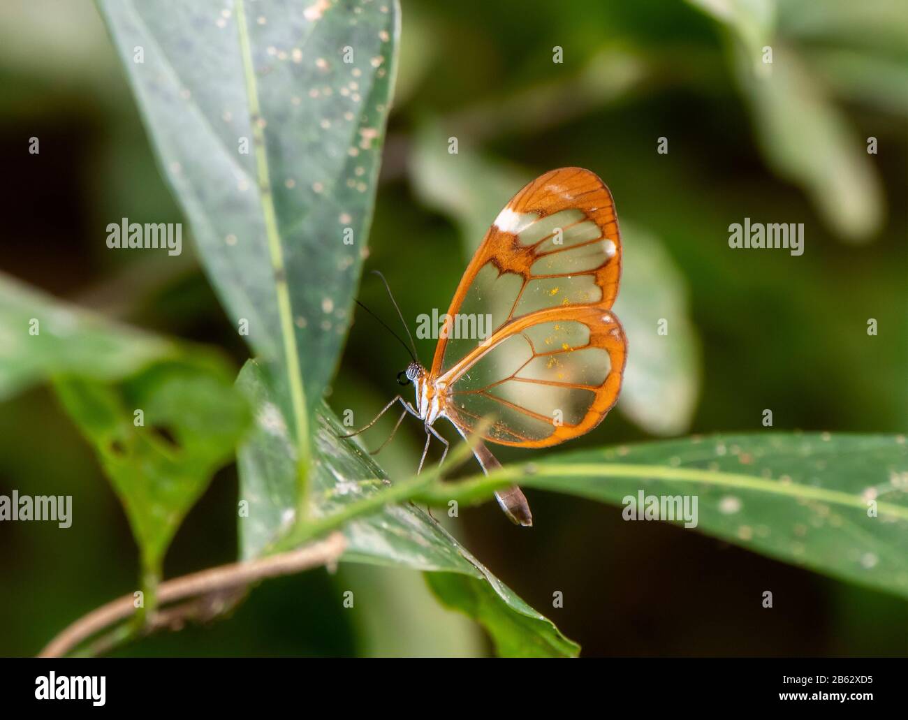 A Beautiful Glasswing Butterfly (Genus greta) Perched on a Leaf in a ...