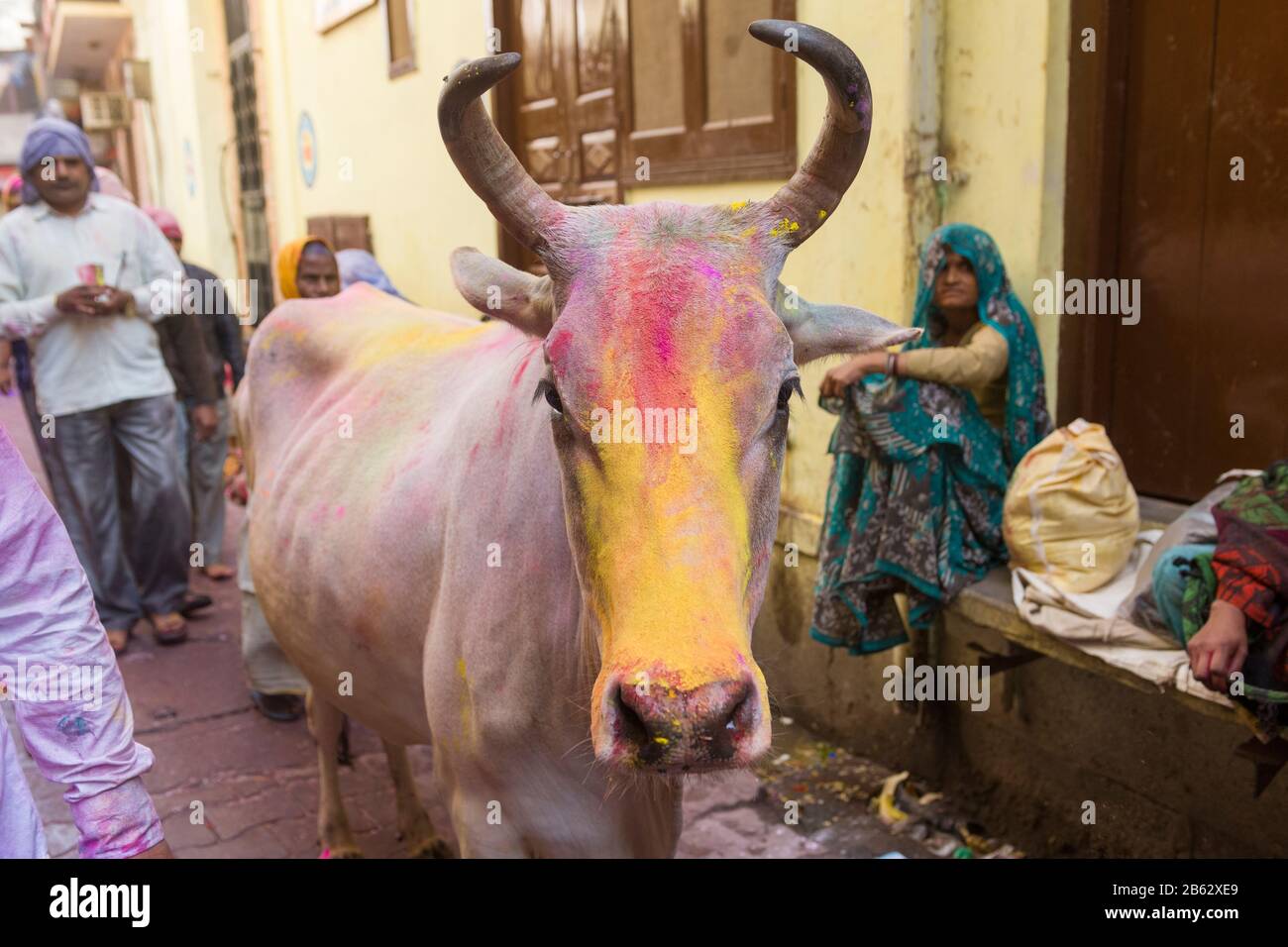 Vrindavan, India. 9 March 2020. Holy Cow covered in Holi paints ...