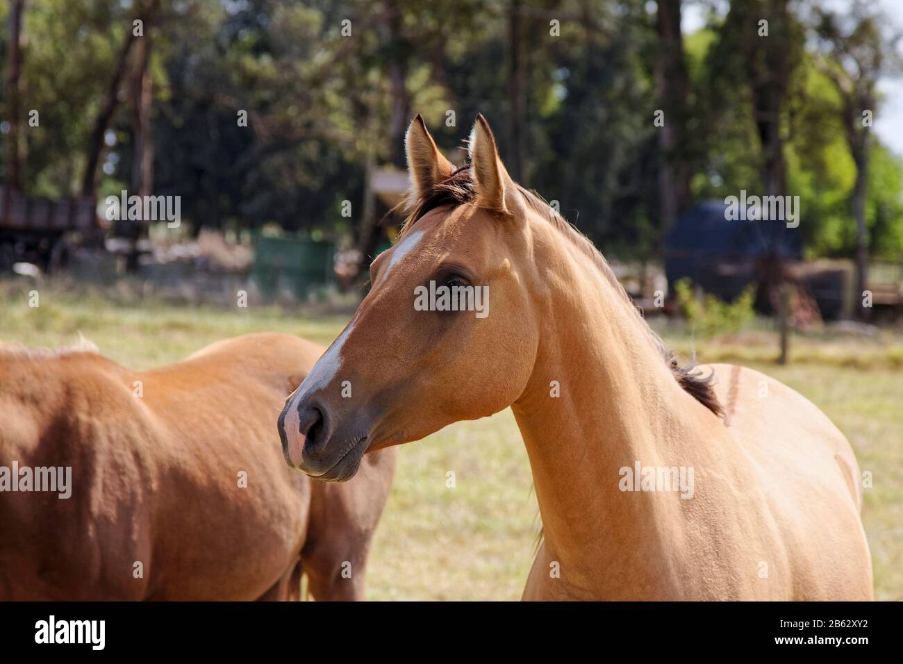 Light Colored Horses