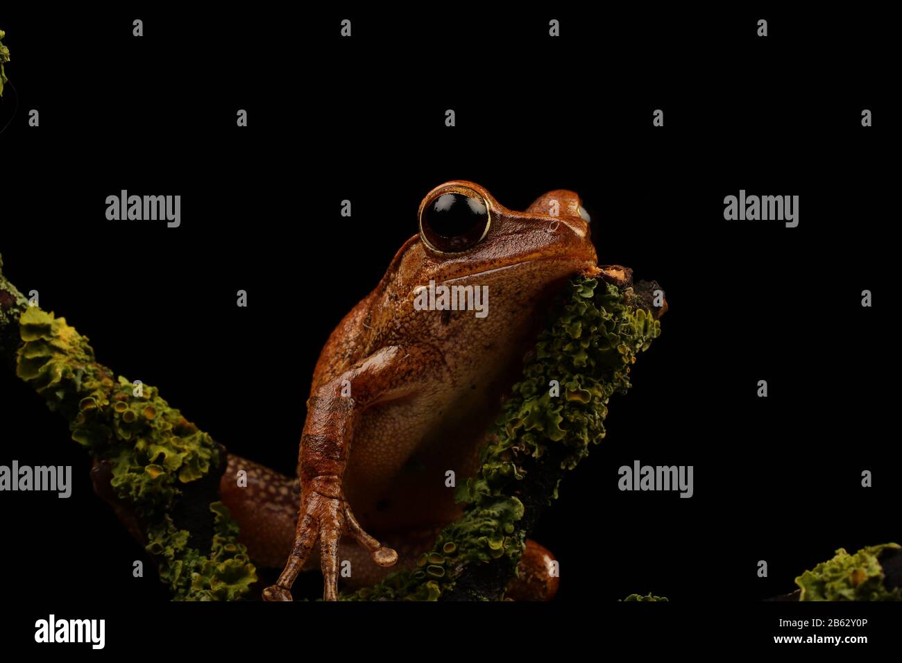 Frilled Tree Frog High Resolution Stock Photography and Images - Alamy