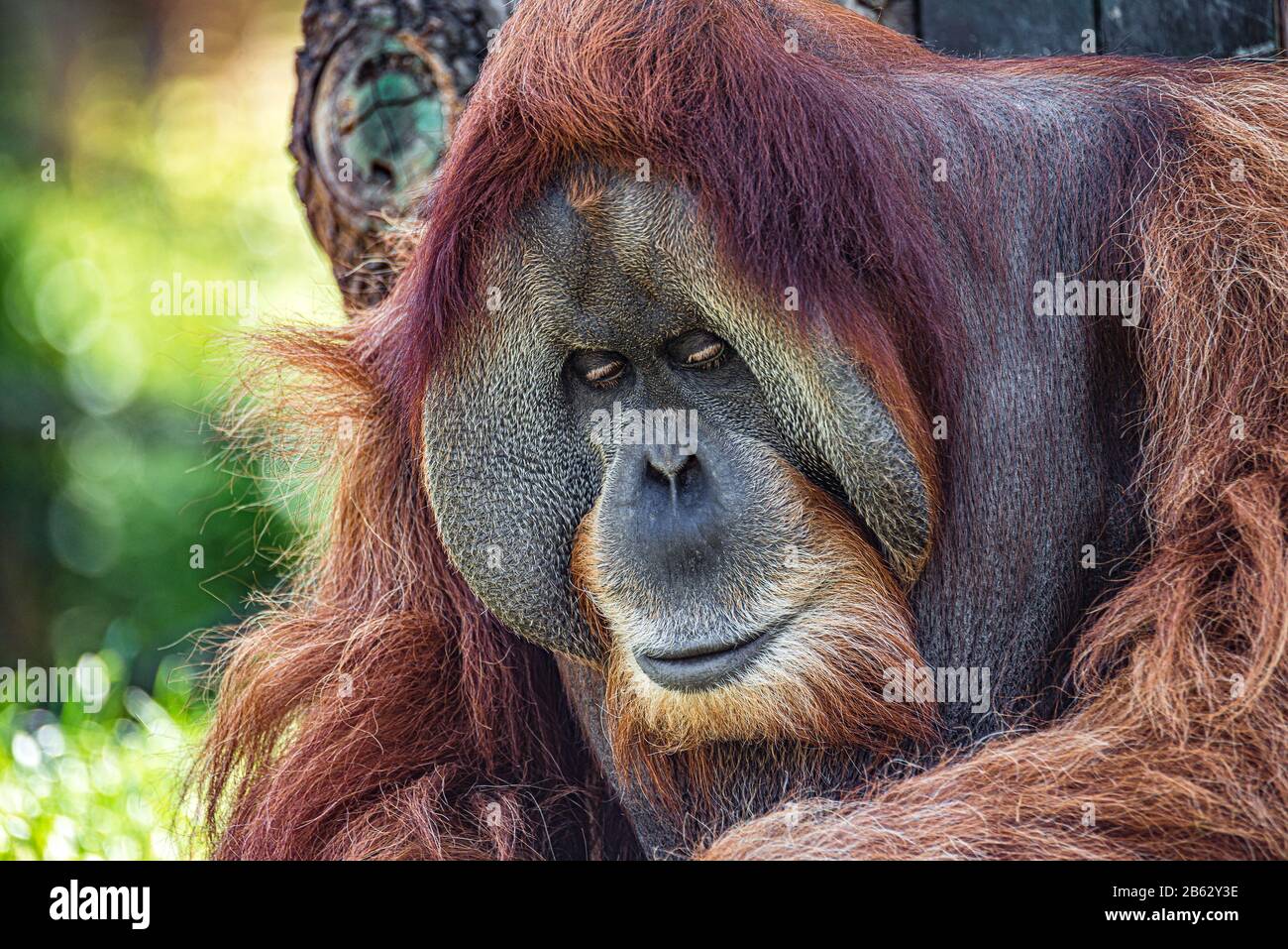 Cover page with portrait of old Asian orangutan, alpha male Stock Photo ...