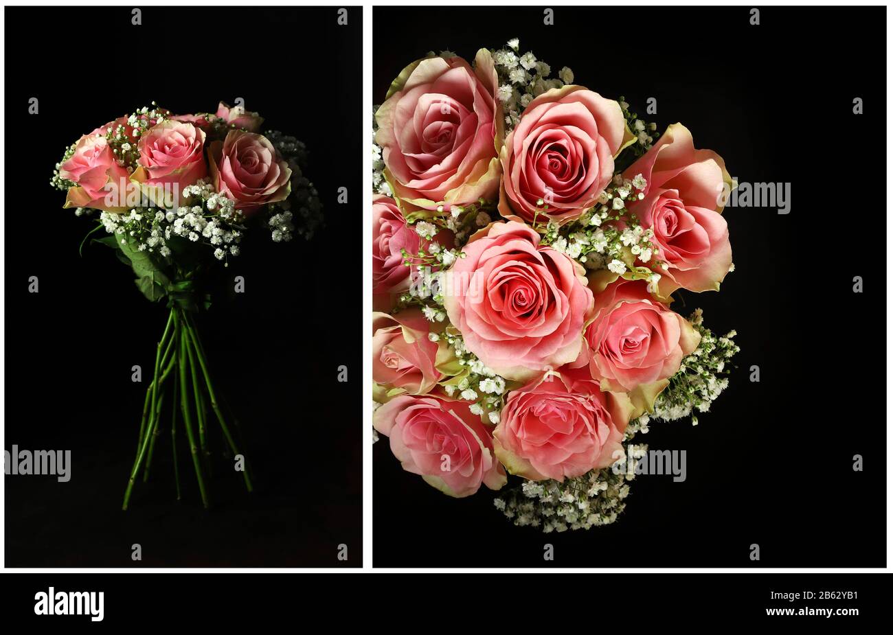 Collage of pink roses isolated on dark background. Closeup Stock Photo ...