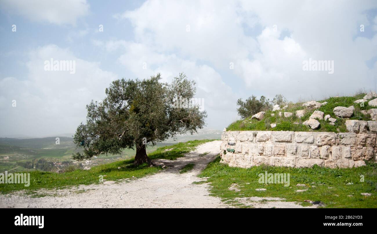 Sebastia ancient israel excavation on palestinian territory Stock Photo ...