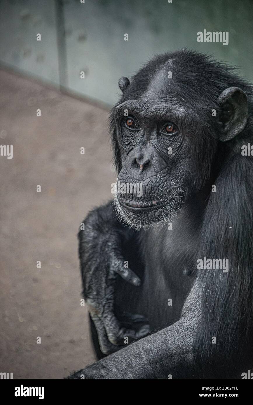 Portrait of cute curious wondered adult Chimpanzee, closeup, details ...