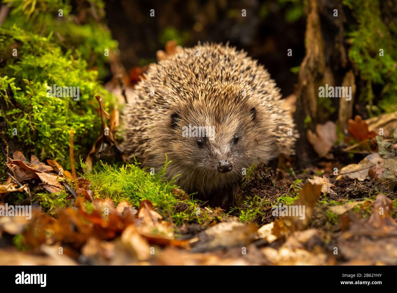 Hedgehog, (Scientific name: Erinaceus Europaeus), wild, native ...