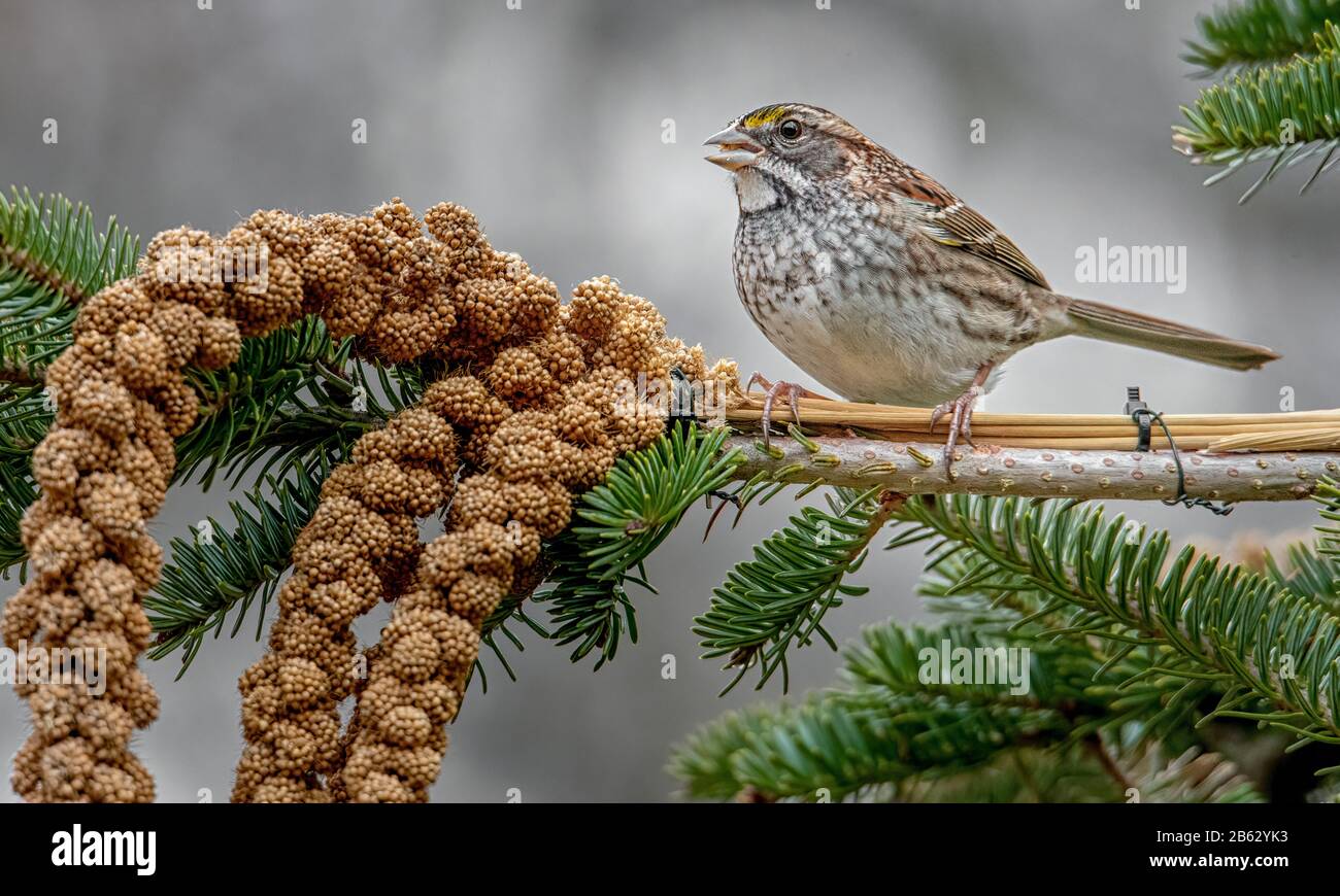 Hungry tiny bird hi-res stock photography and images - Alamy