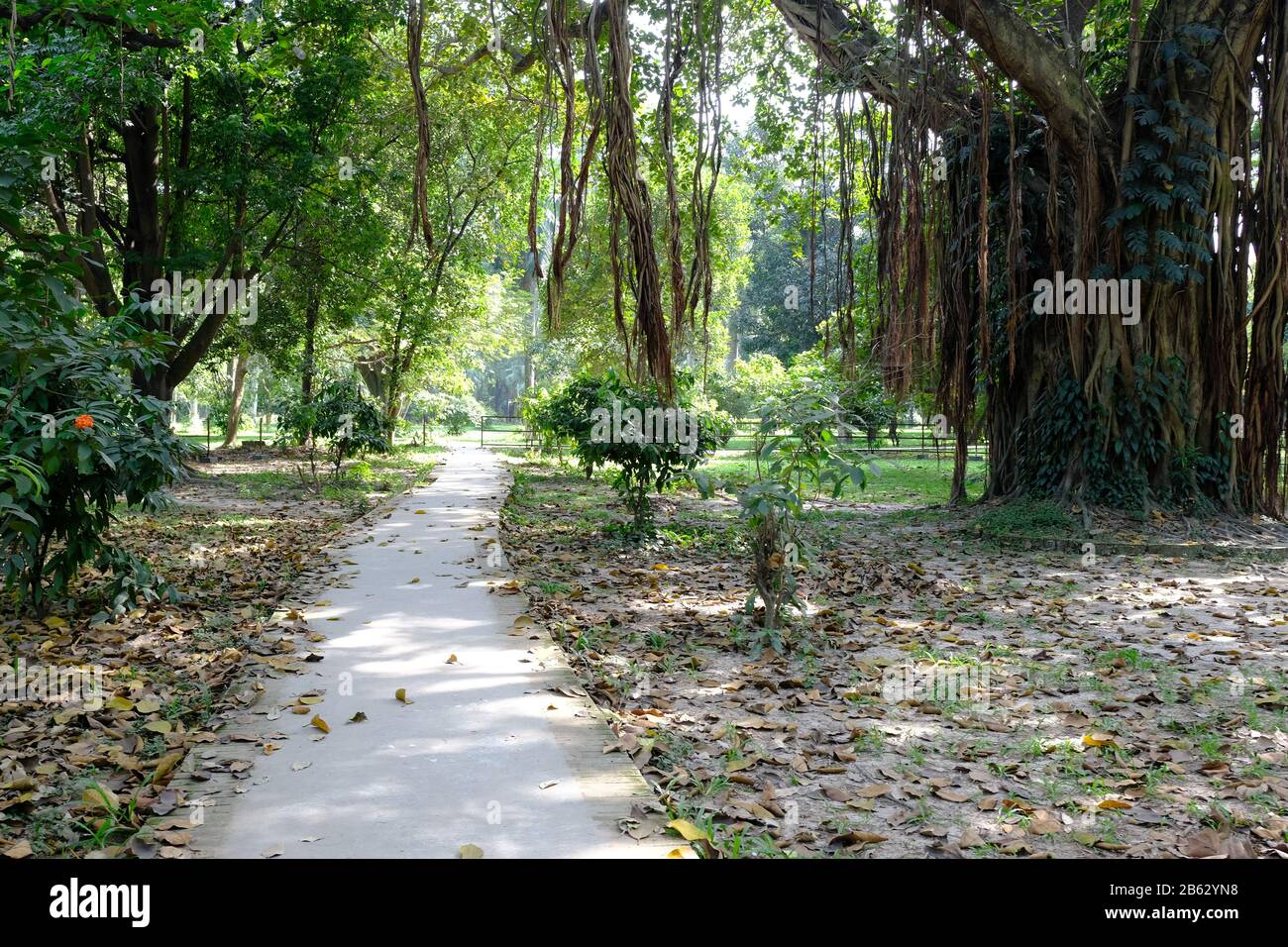 open and empty parks with old trees Stock Photo - Alamy