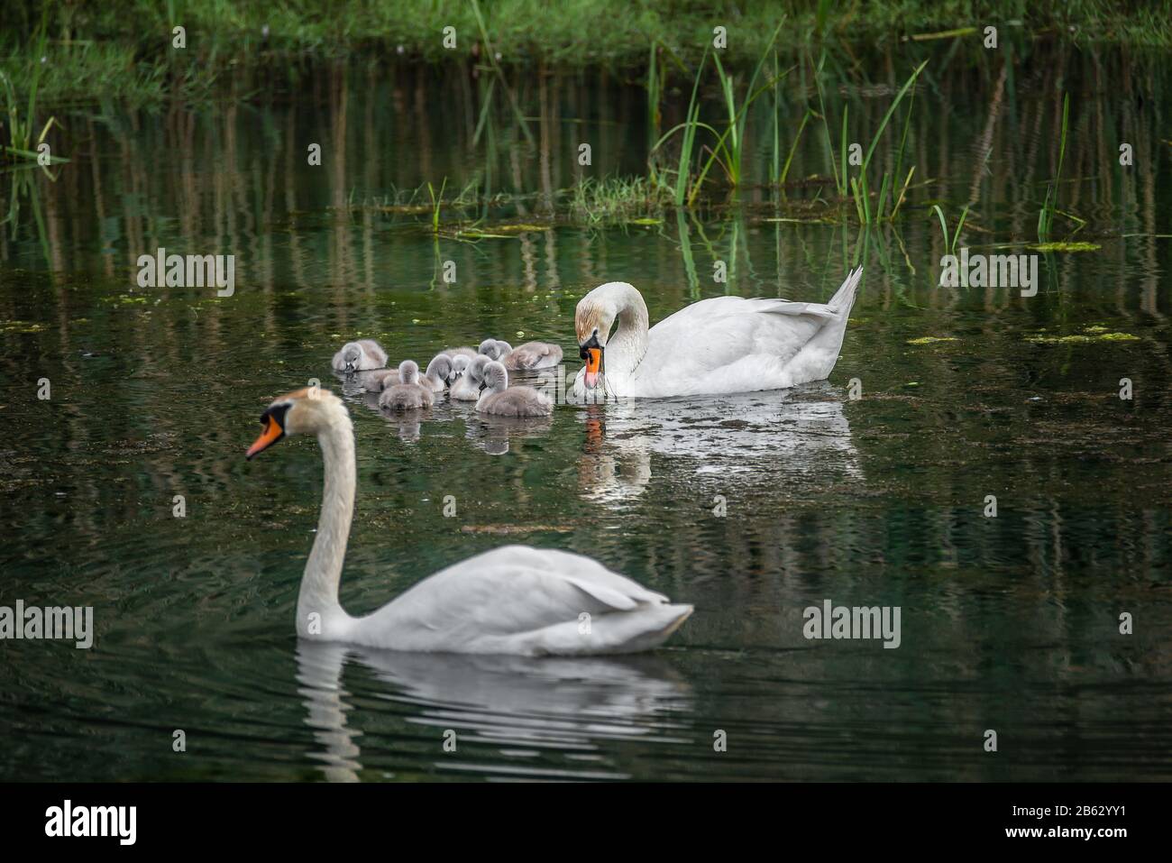 Family of swans with chicks at lake in evening, Germany, late Spring ...