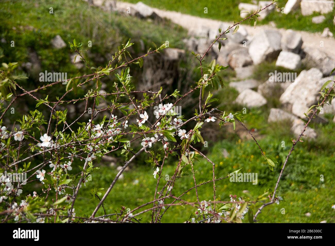 Sebastia ancient israel excavation on palestinian territory Stock Photo ...
