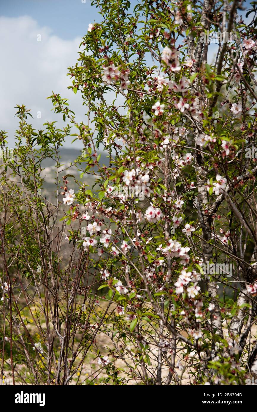 Sebastia ancient israel excavation on palestinian territory Stock Photo ...