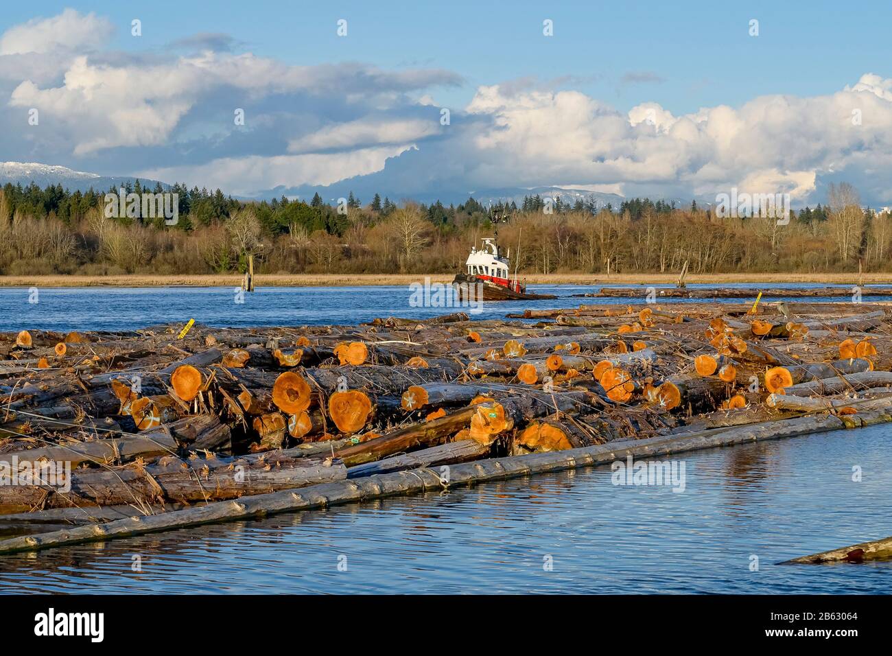 Tug boat pulling log boom, North Arm, Fraser River, Richmond, British ...