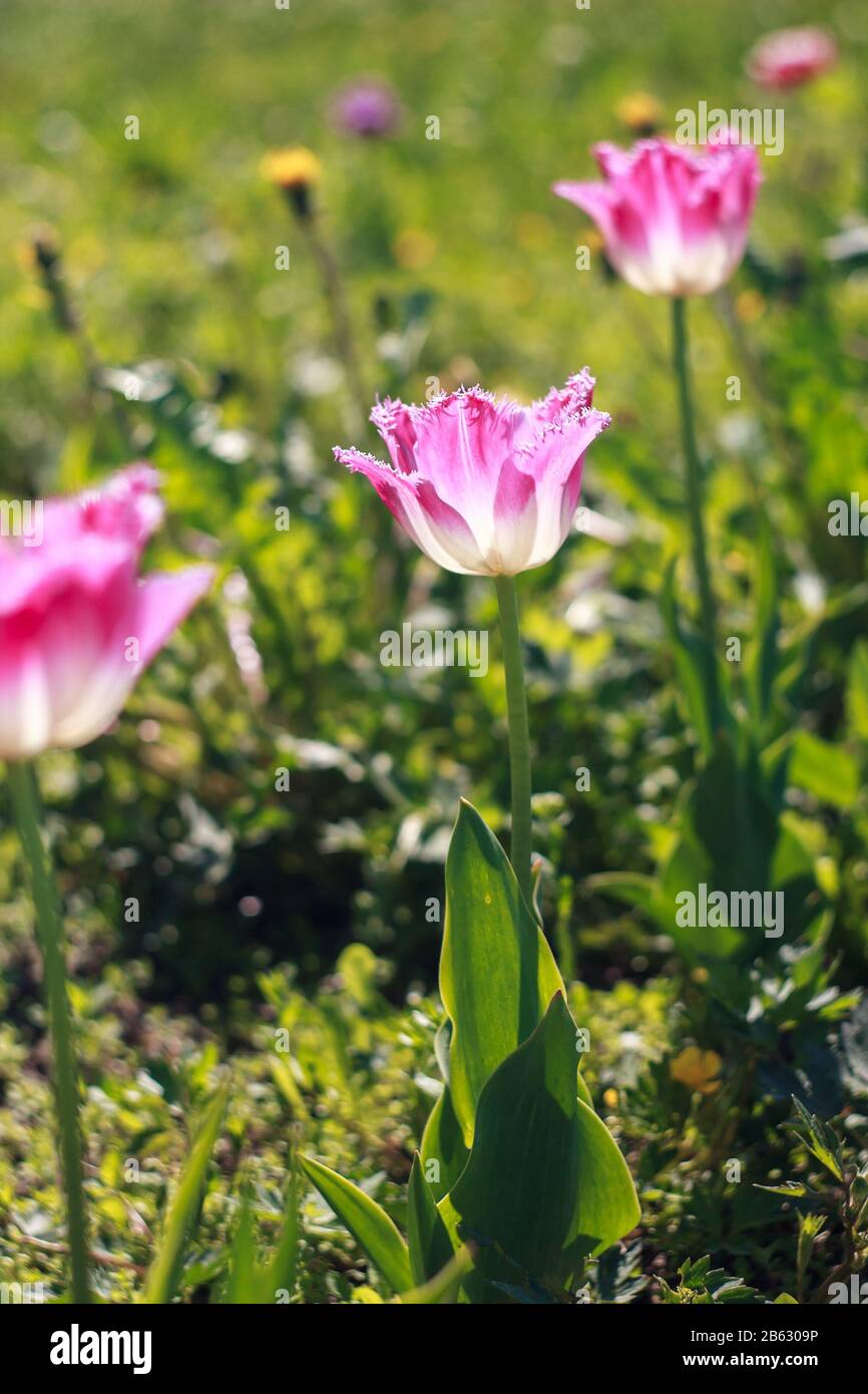 Ragged tulips hi-res stock photography and images - Alamy