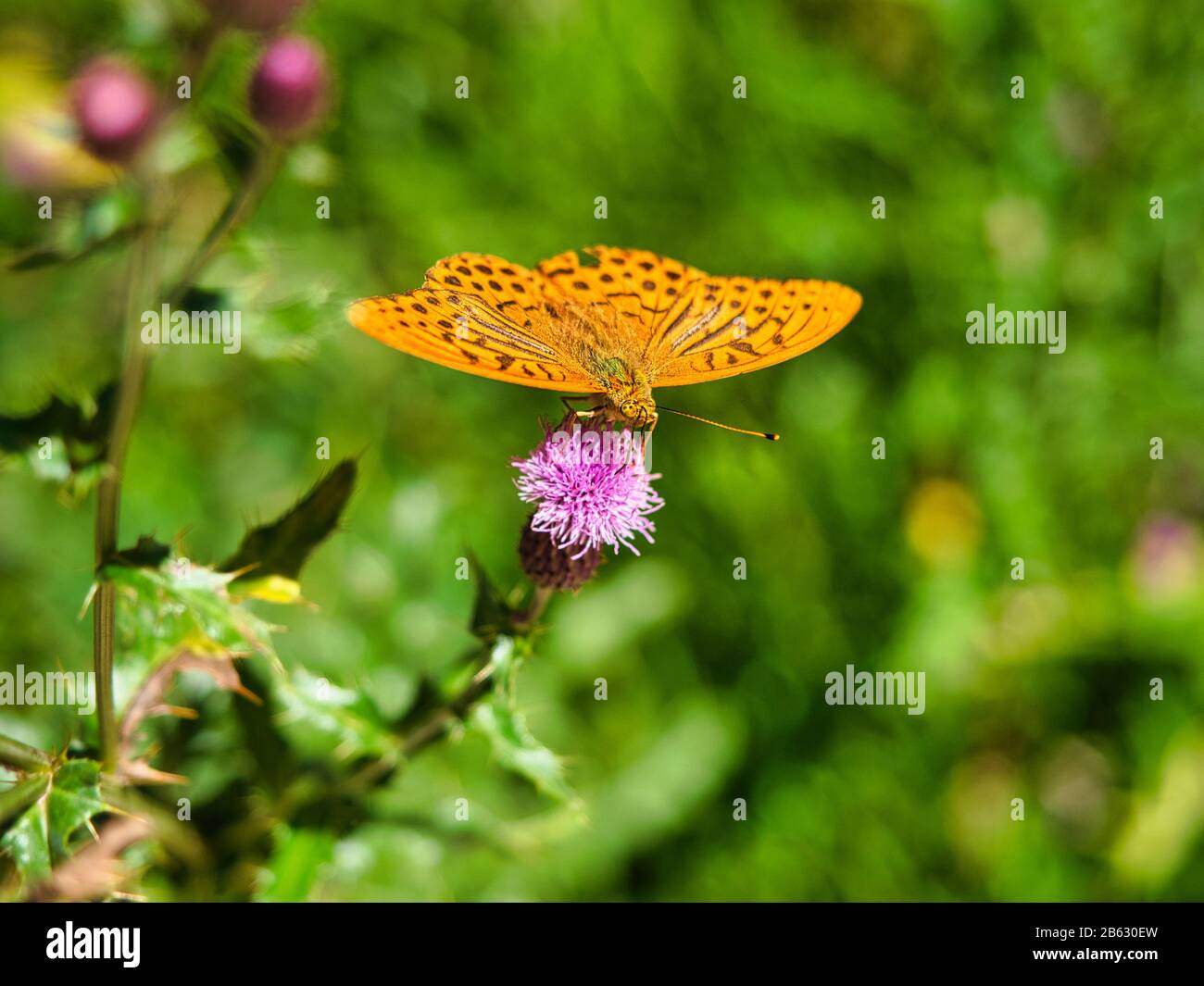 Butterfly animals hi-res stock photography and images - Alamy