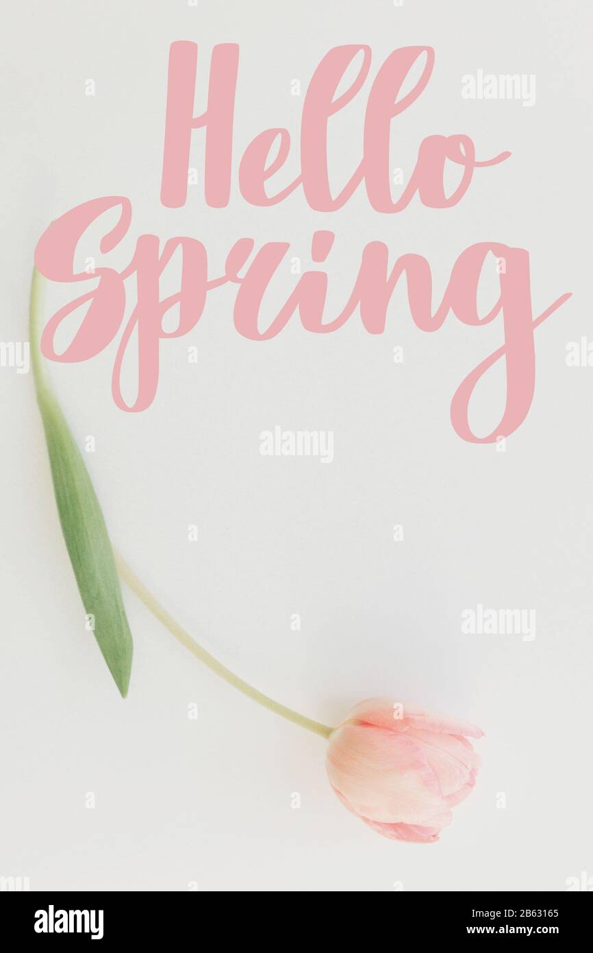 Hello spring. Hello spring text on pink tulip border, floral greeting ...