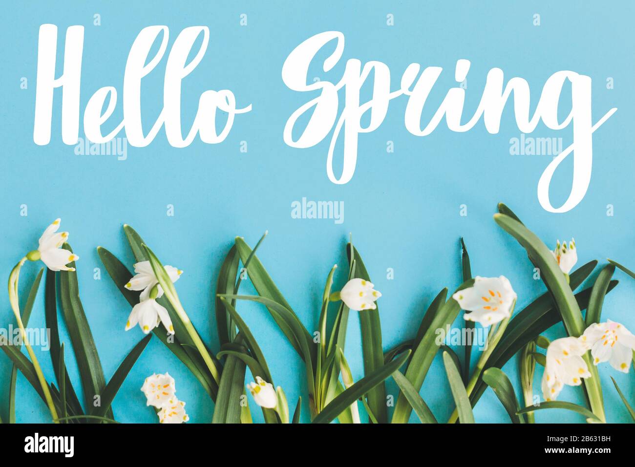 Hello Spring text with first spring flowers on blue background, flat ...