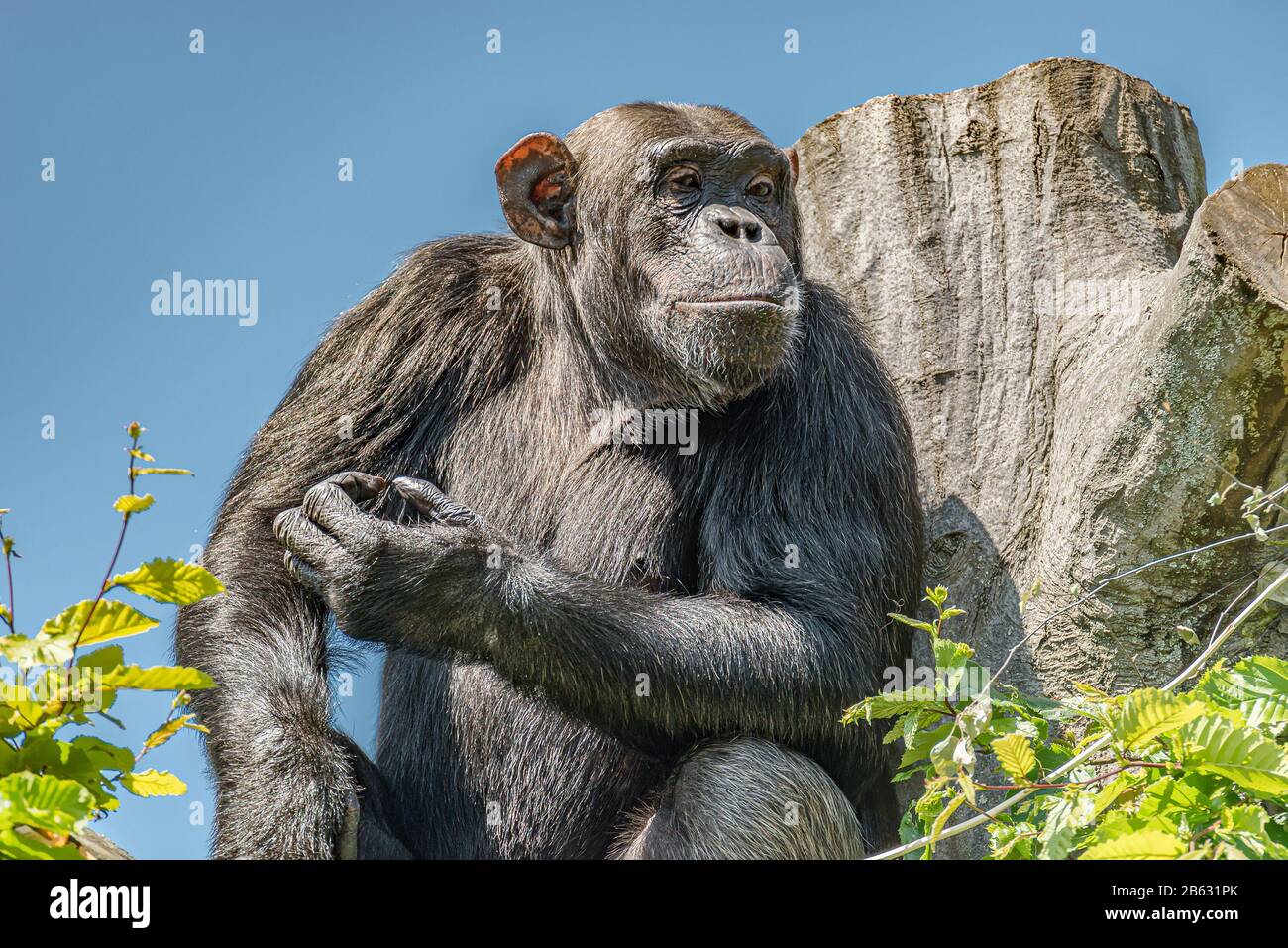 Portrait of a big curious wondered adult Chimpanzee on a tree Stock ...