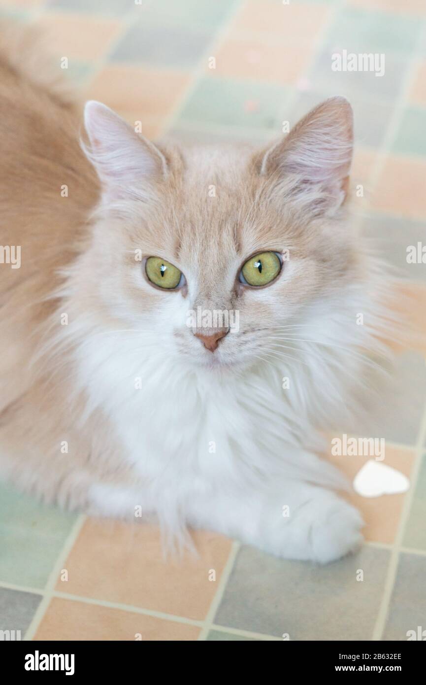 Portrait of a fluffy beige cat with green eyes. Close-up Stock Photo ...