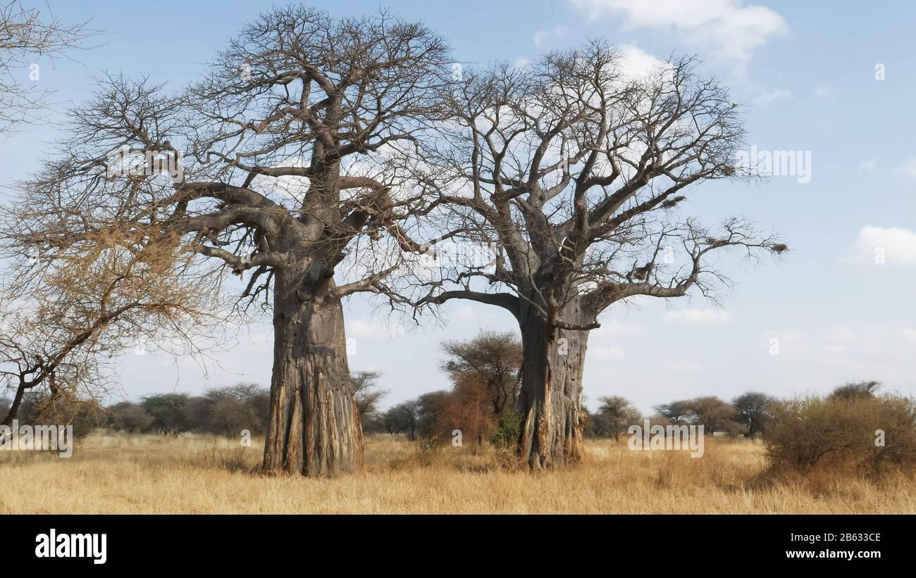 Boabab forest hi-res stock photography and images - Alamy