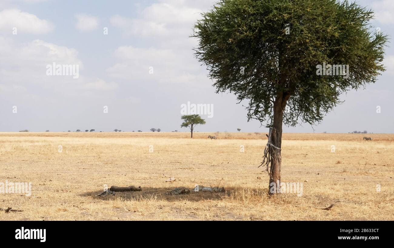 Cheetah tree sleeping hi-res stock photography and images - Alamy