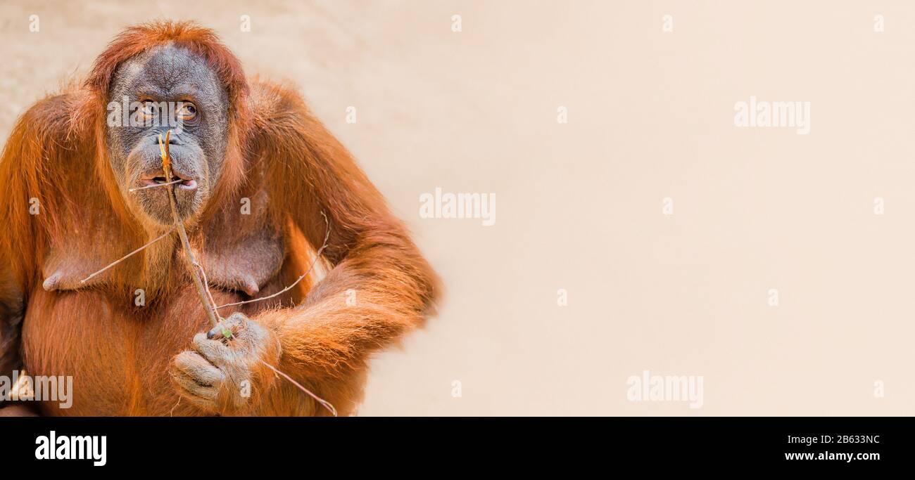 Banner with portrait of funny Asian orangutan at smooth gradient ...