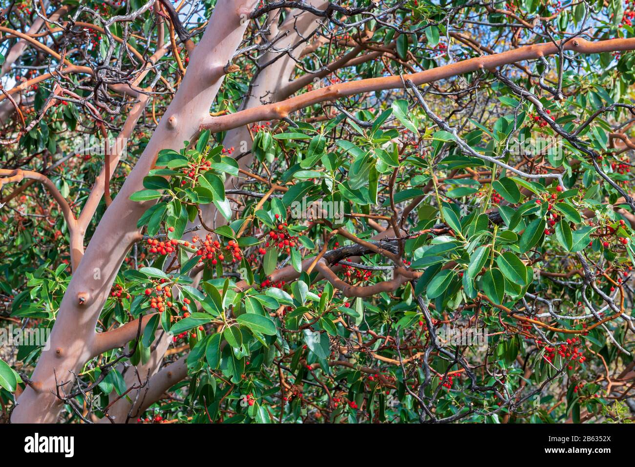 Branches and berries of a madrone tree Stock Photo - Alamy
