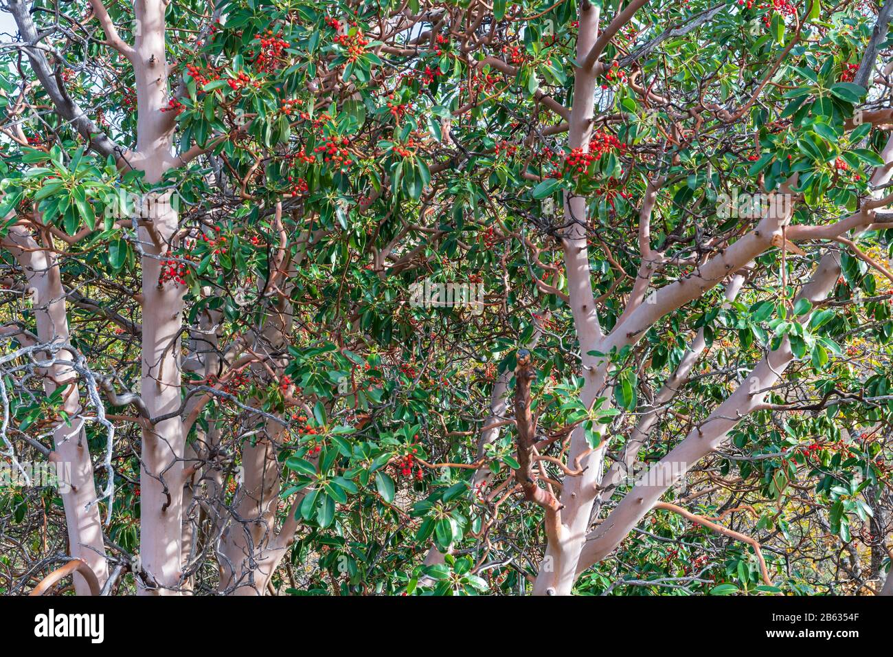 Madrone tree leaves hi-res stock photography and images - Alamy